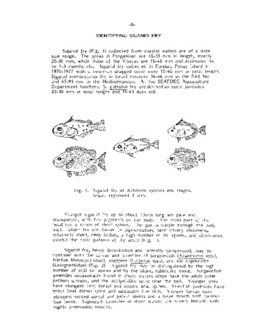 Identifying siganid fry