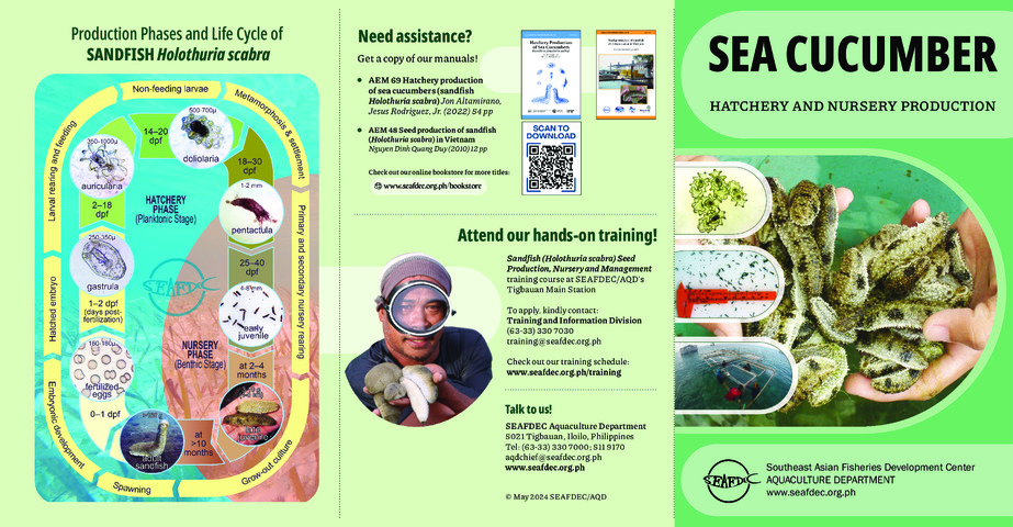 Sea cucumber hatchery and nursery production